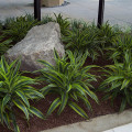 Atrium Renovation | Landscape and Floral